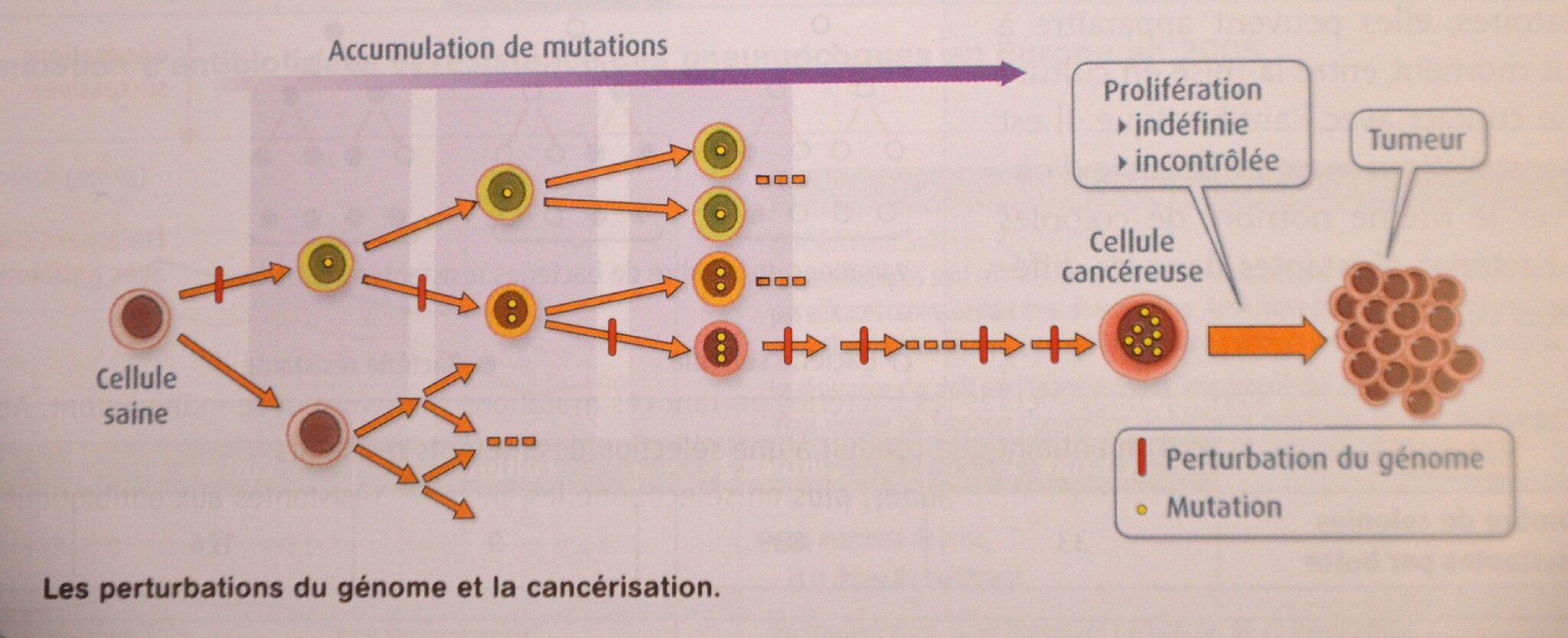 Processus De Cancerisation Le Cancer Du Sein
