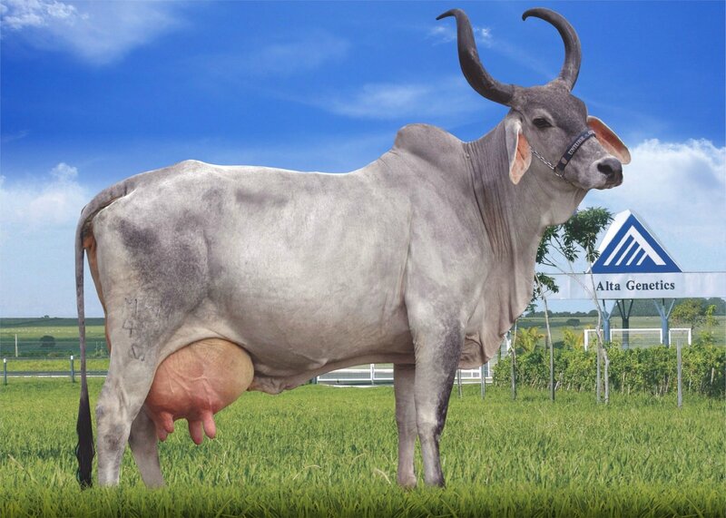 Guzera - les races bovines du mondes