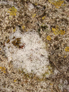 Grésil - Au fond du jardin…